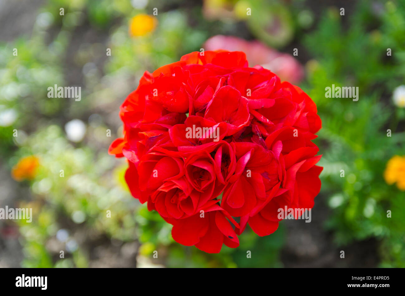 A pelargon flower in my garden Stock Photo - Alamy