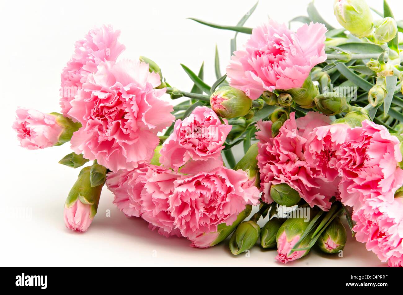 Pink carnations on white background Stock Photo - Alamy