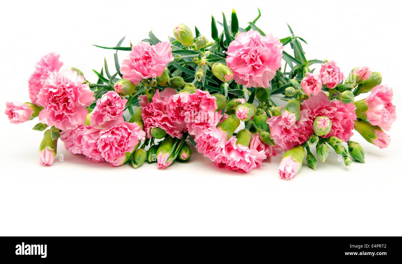 Pink carnations on white background Stock Photo - Alamy