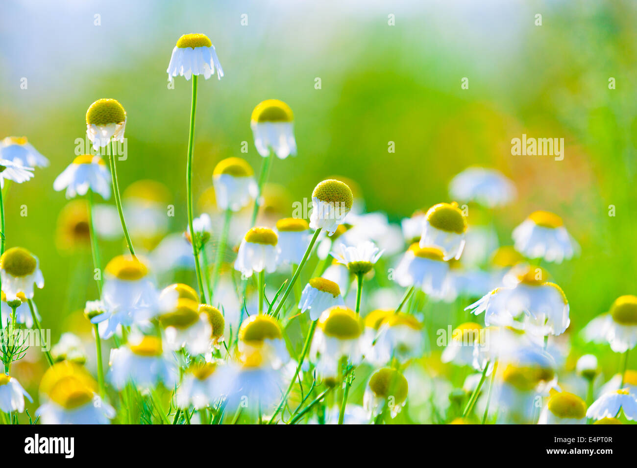 Beautiful daisies on green meadow hi-res stock photography and images ...