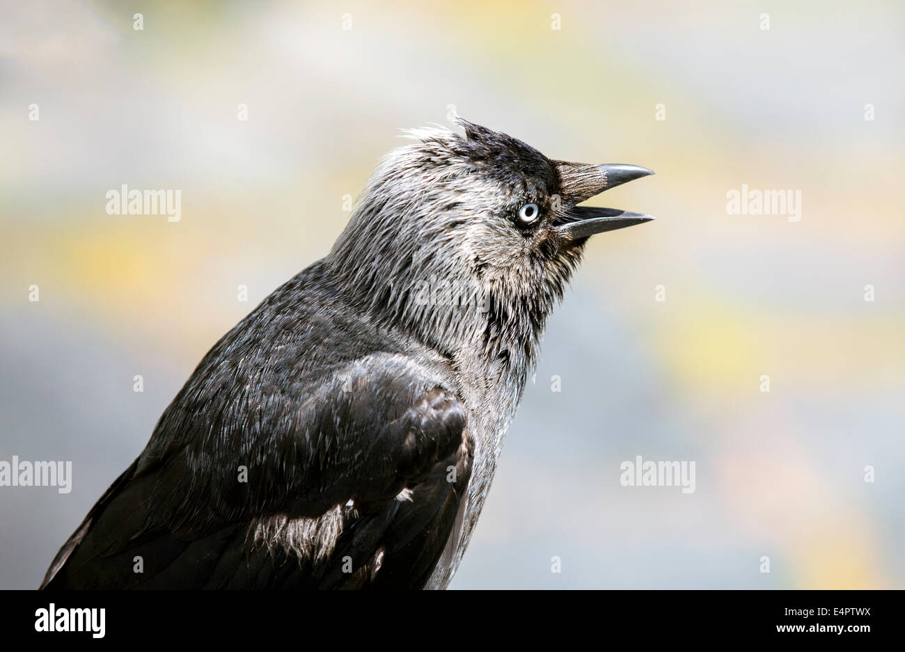 Jackdaw feet hi-res stock photography and images - Alamy