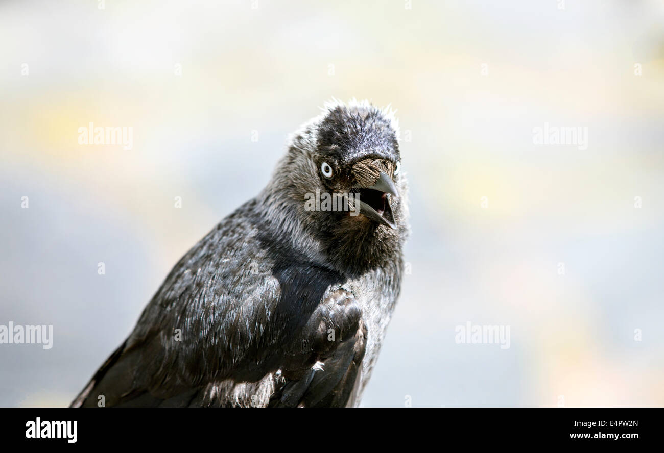 Jackdaw feet hi-res stock photography and images - Alamy