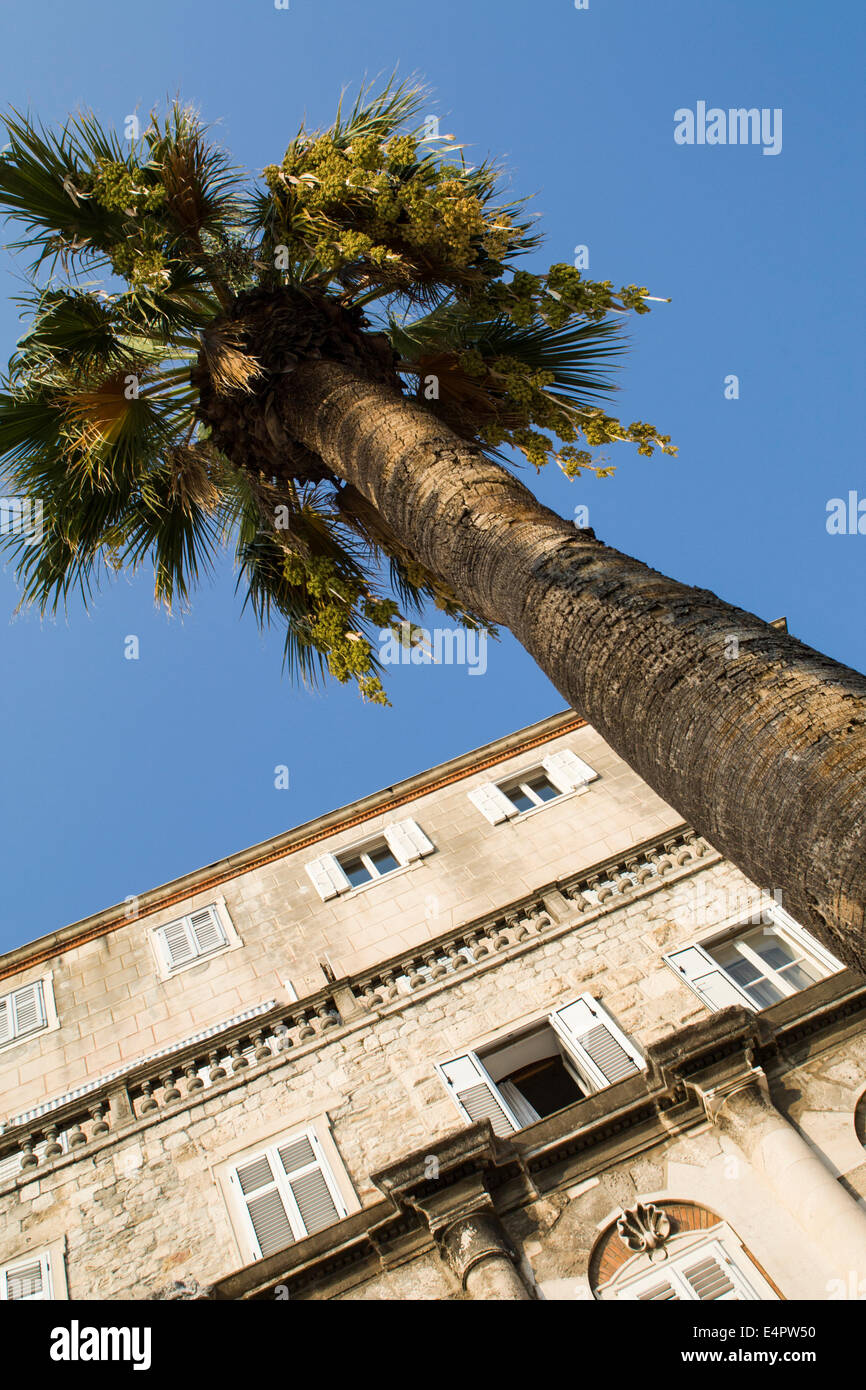 Palm tree outside grand building in Split, Croatia Stock Photo - Alamy