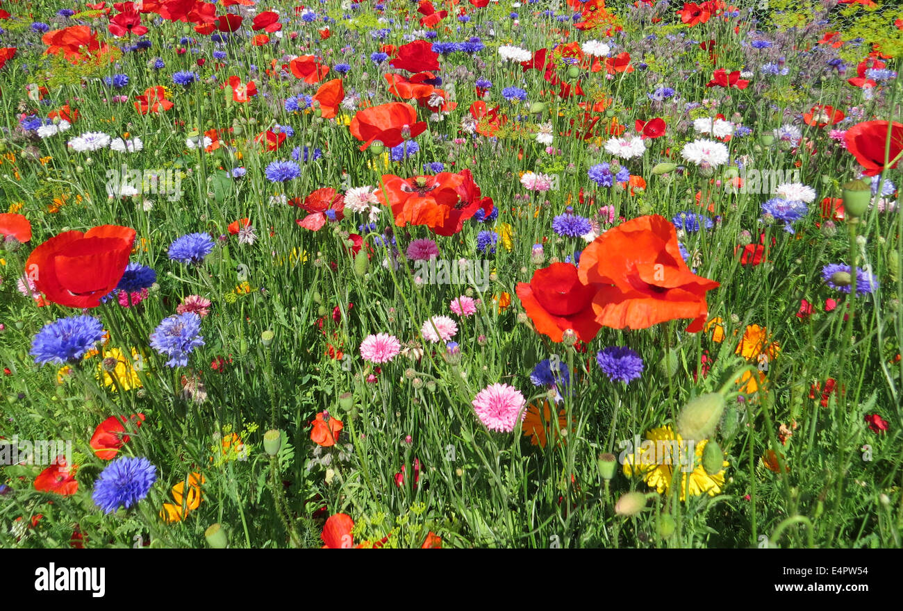 MEADOW MIX OF WILD AND CULTIVATED FLOWERS. Photo Tony Gale Stock Photo ...