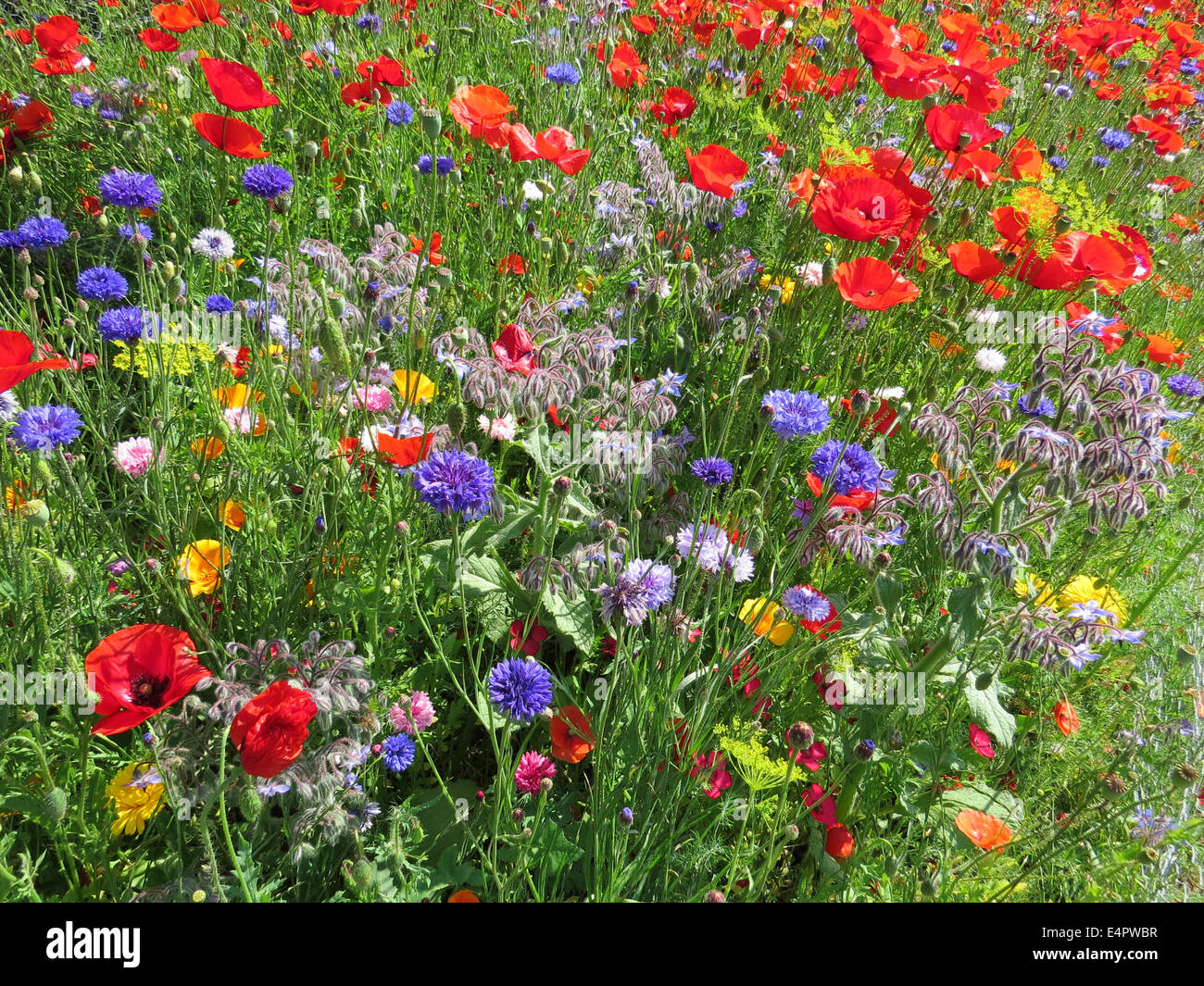 MEADOW MIX OF WILD AND CULTIVATED FLOWERS. Photo Tony Gale Stock Photo ...
