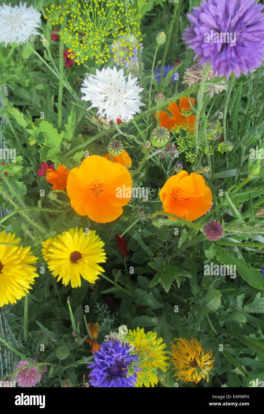 MEADOW MIX OF WILD AND CULTIVATED FLOWERS. Photo Tony Gale Stock Photo ...