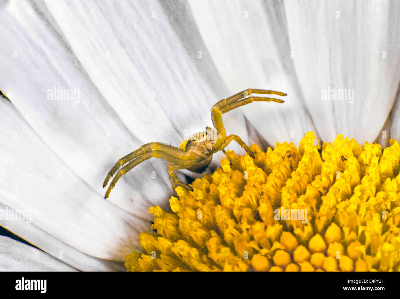 Devonian period insects hi-res stock photography and images - Alamy