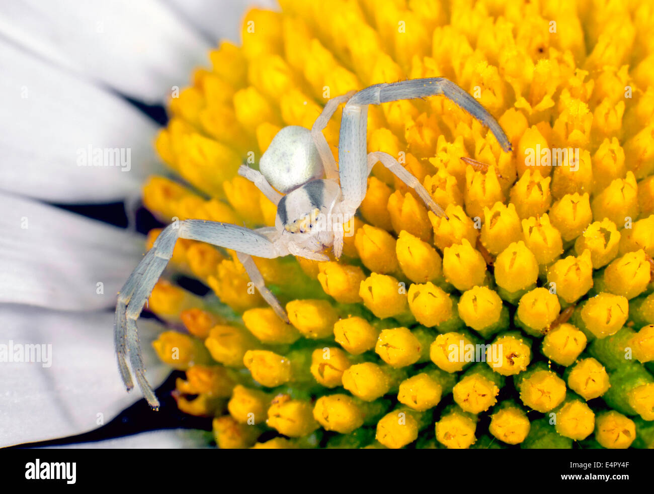 Devonian period insects hi-res stock photography and images - Alamy