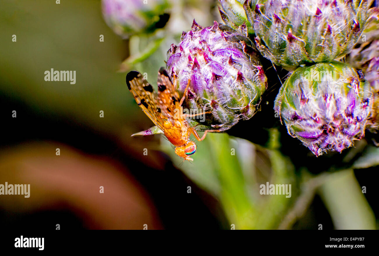 fly on a thistle Stock Photo - Alamy