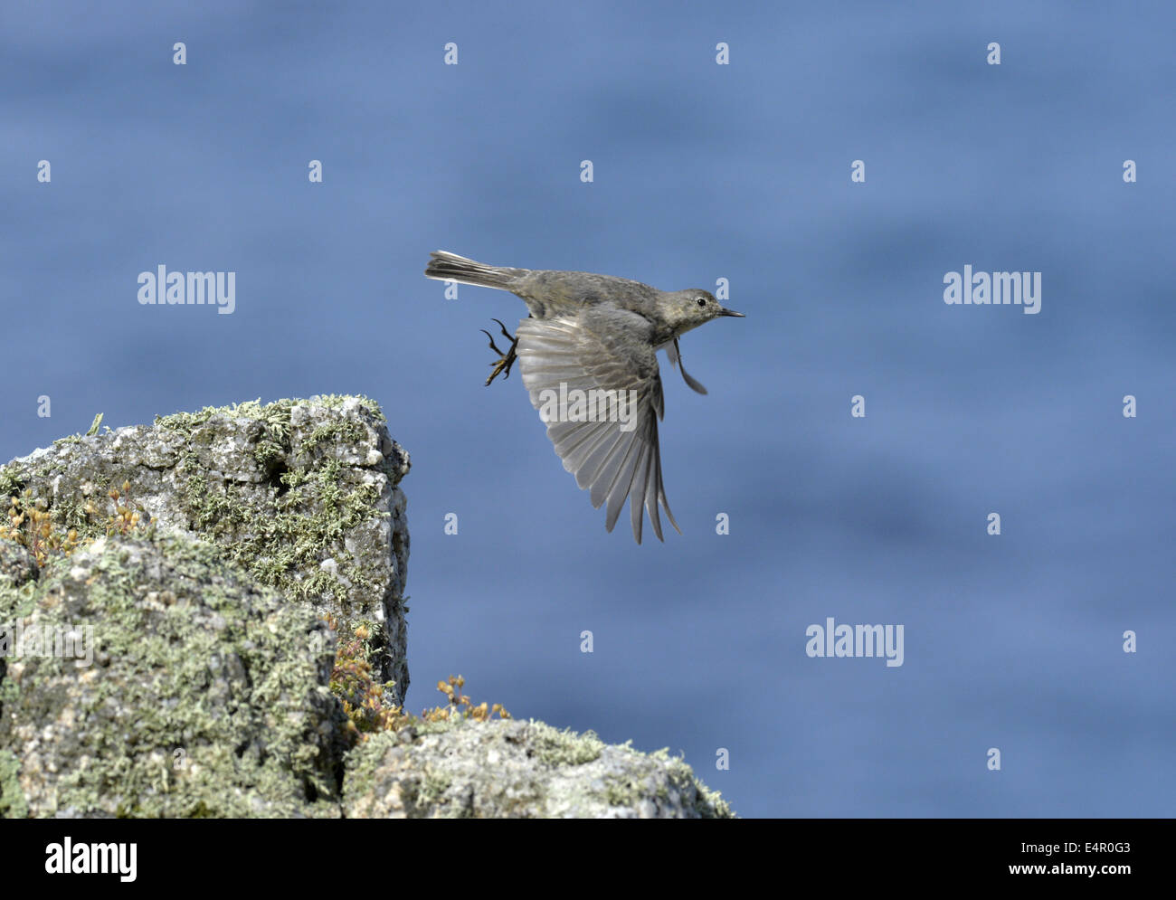Flying bird hi-res stock photography and images - Alamy