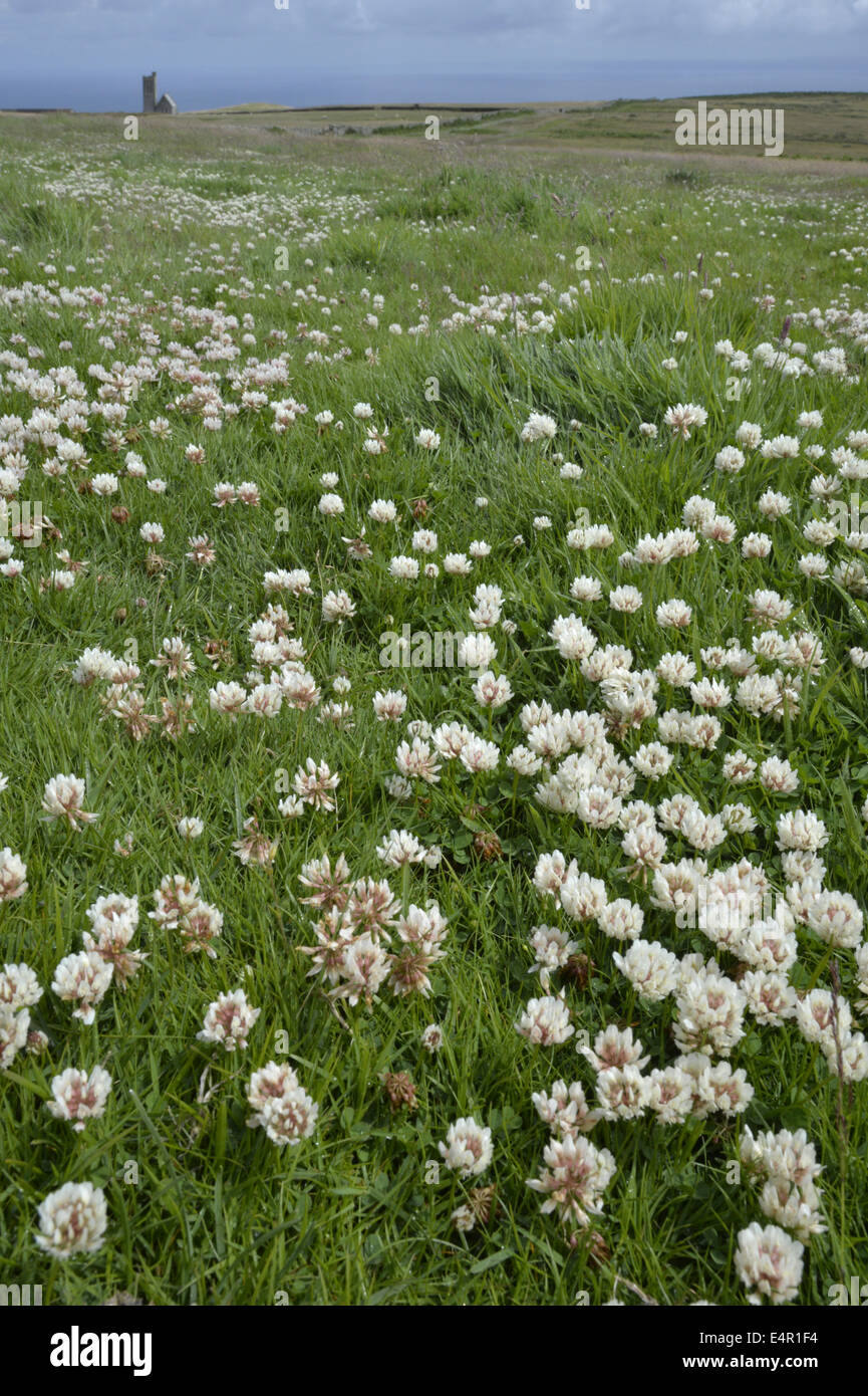 White Clover - Trifolium repens (Fabaceae Stock Photo - Alamy