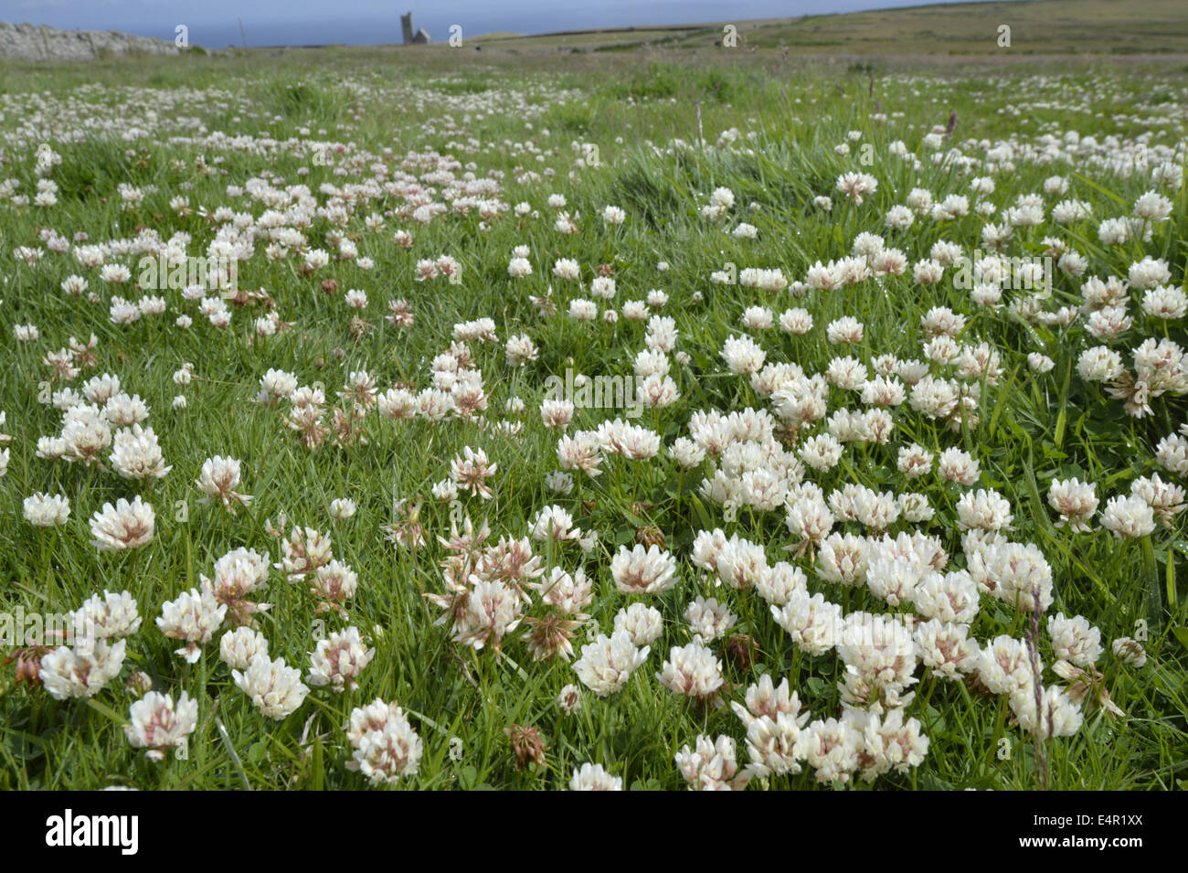 White Clover - Trifolium repens (Fabaceae Stock Photo - Alamy