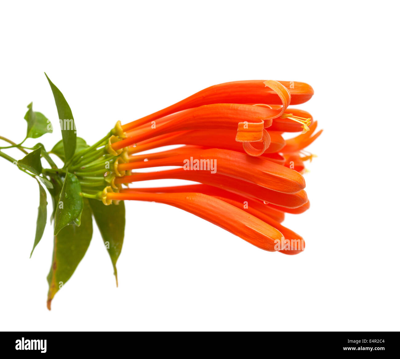 Vine trumpet Cut Out Stock Images & Pictures - Alamy