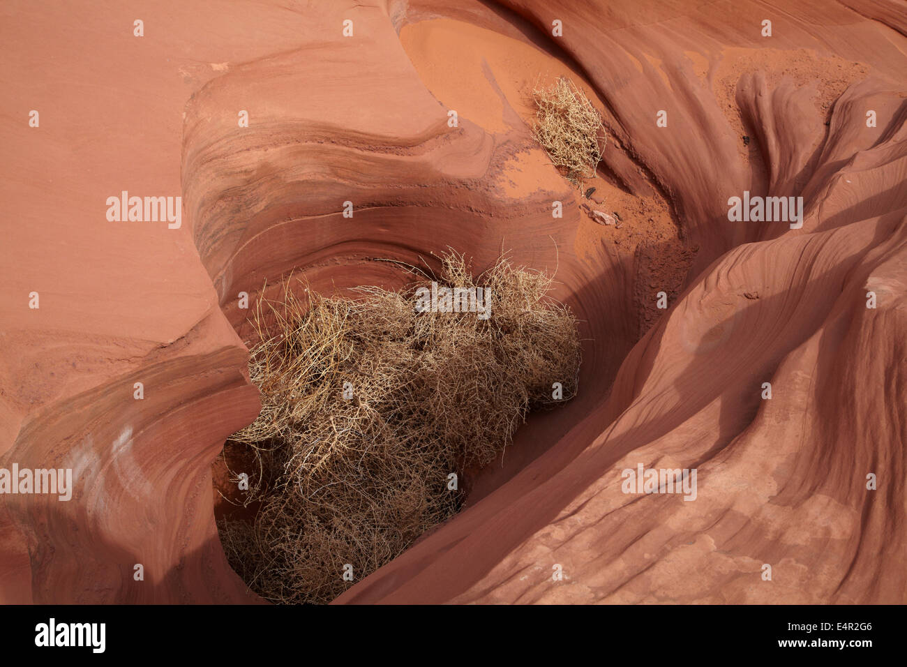 Tumbleweed hi-res stock photography and images - Alamy