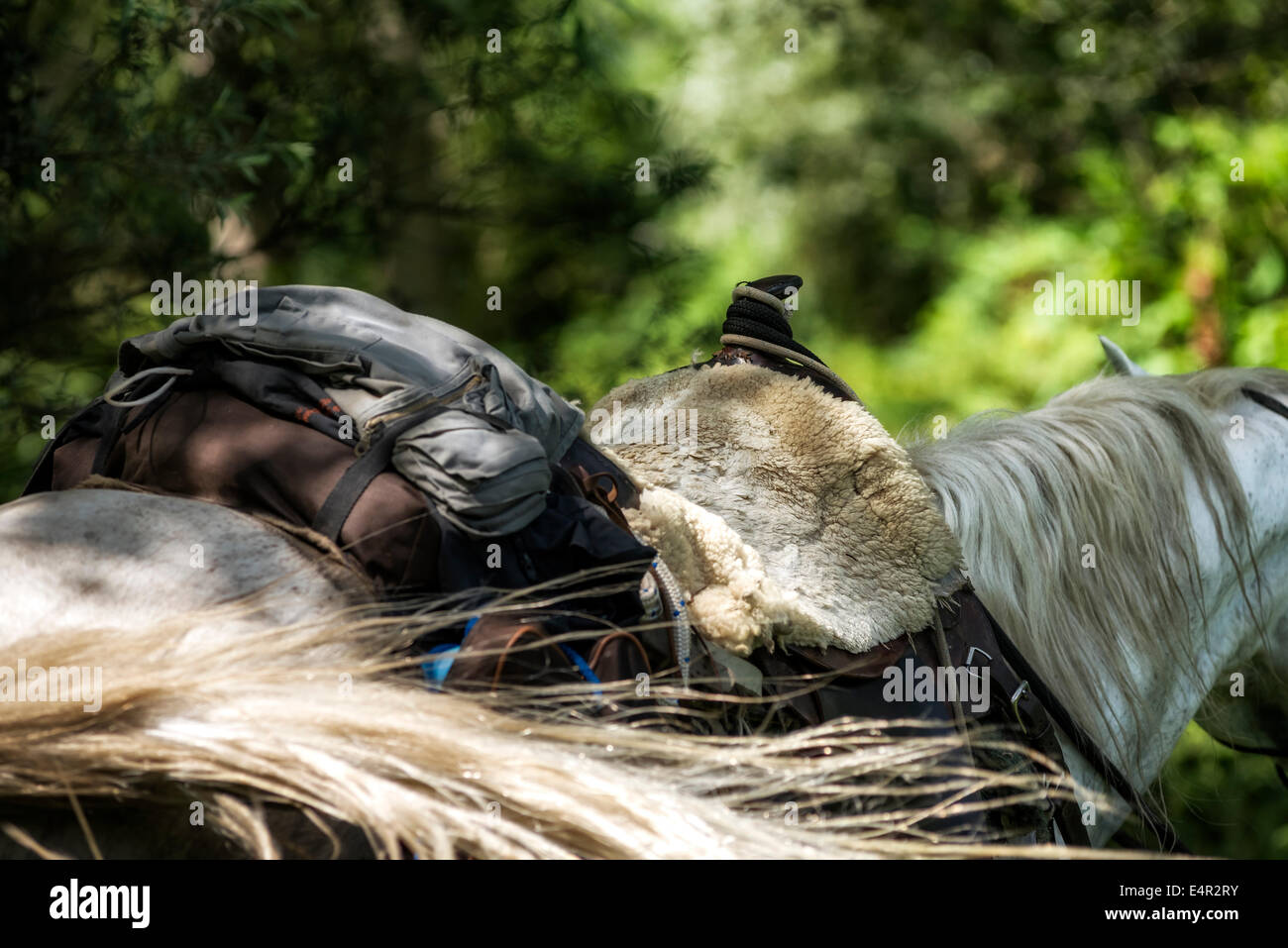 Horse ready for a trail with saddle and saddlebags Stock Photo - Alamy
