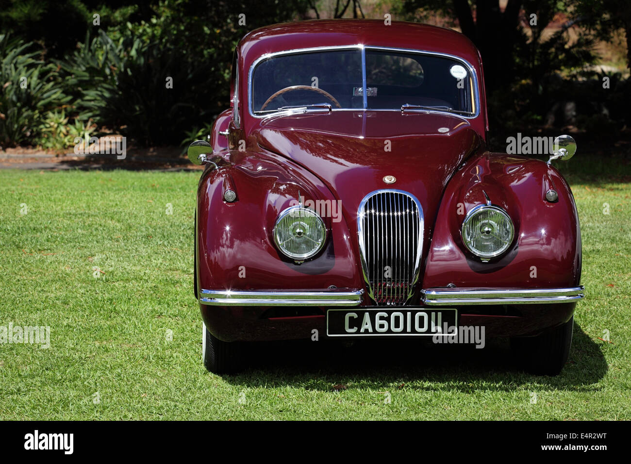 Vintage maroon Jaguar Stock Photo - Alamy