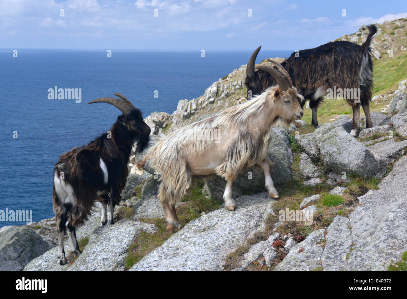 Feral goats close up hi-res stock photography and images - Alamy