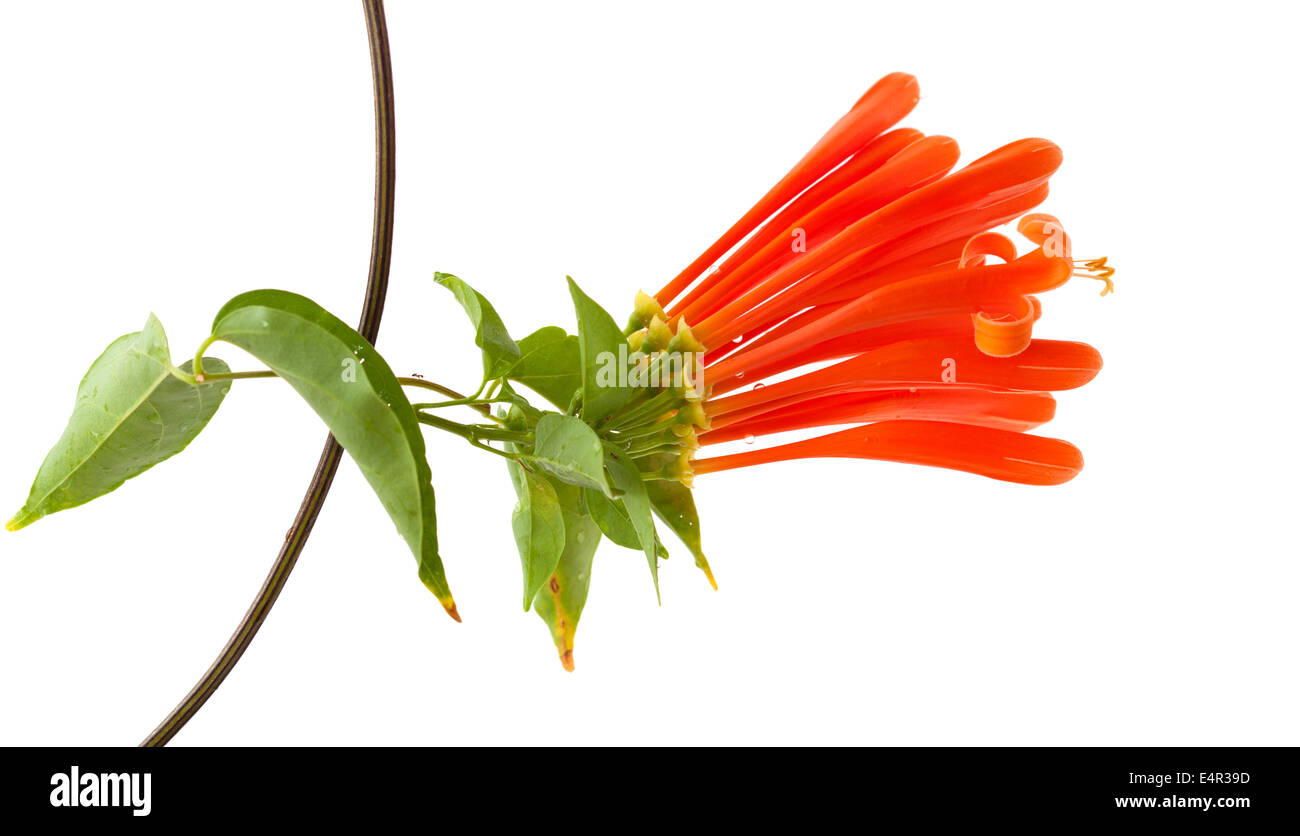 Vine trumpet Cut Out Stock Images & Pictures - Alamy
