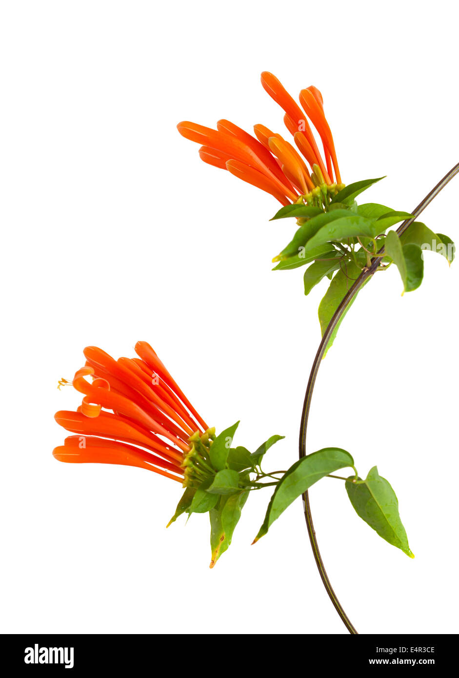 Vine trumpet Cut Out Stock Images & Pictures - Alamy