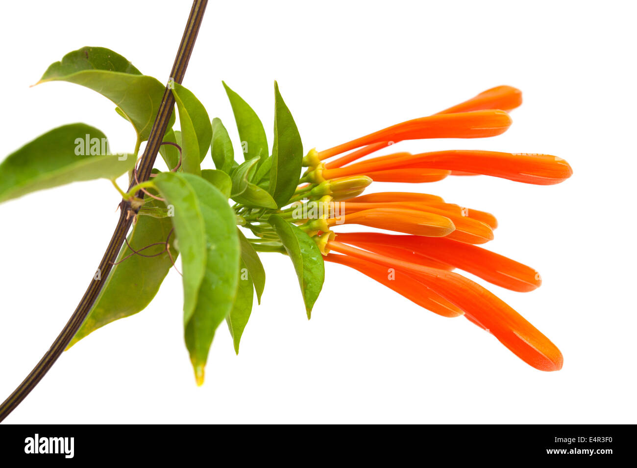 Orange trumpet vine flowers isolated on white Stock Photo - Alamy