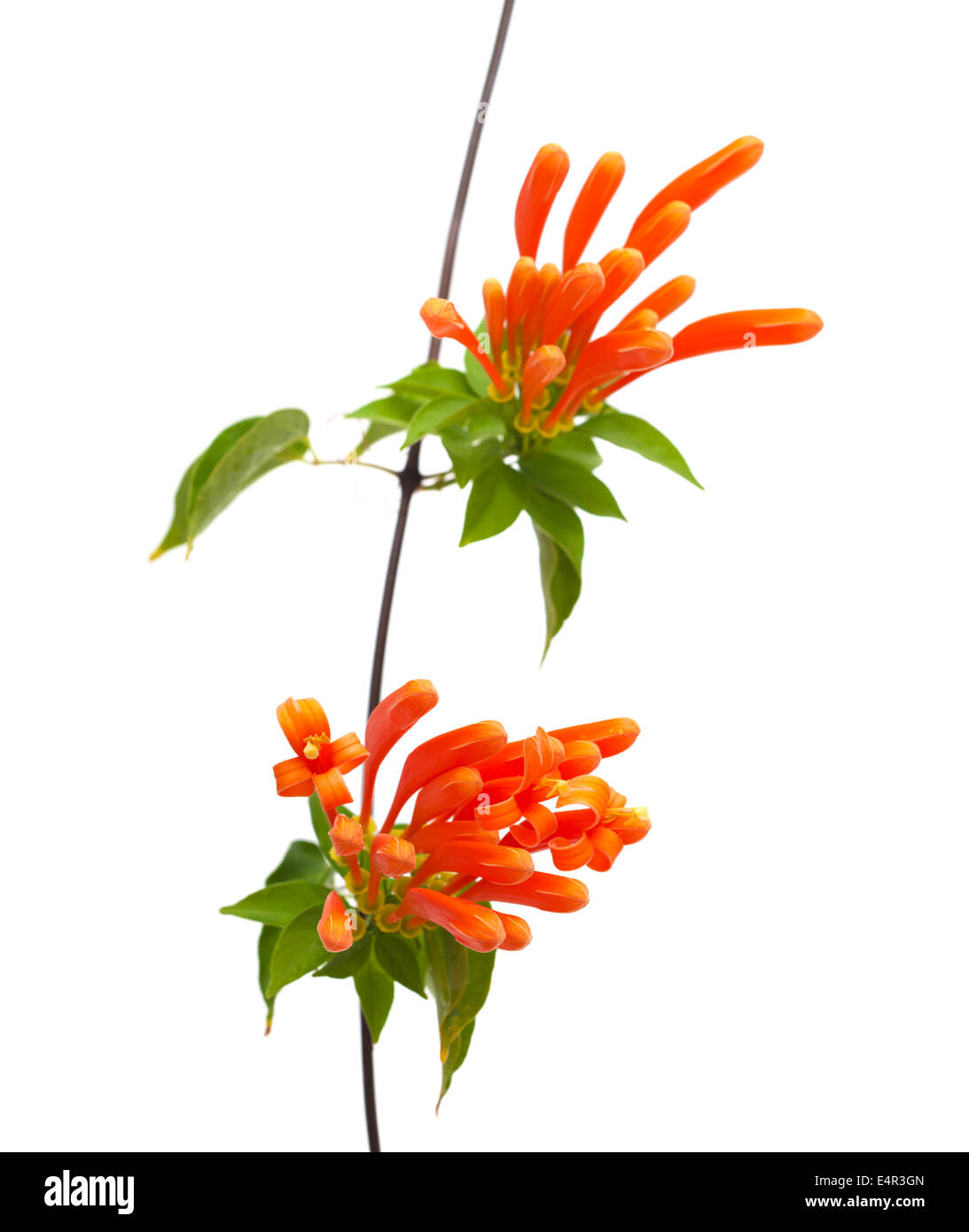 Orange trumpet vine flowers isolated on white Stock Photo - Alamy