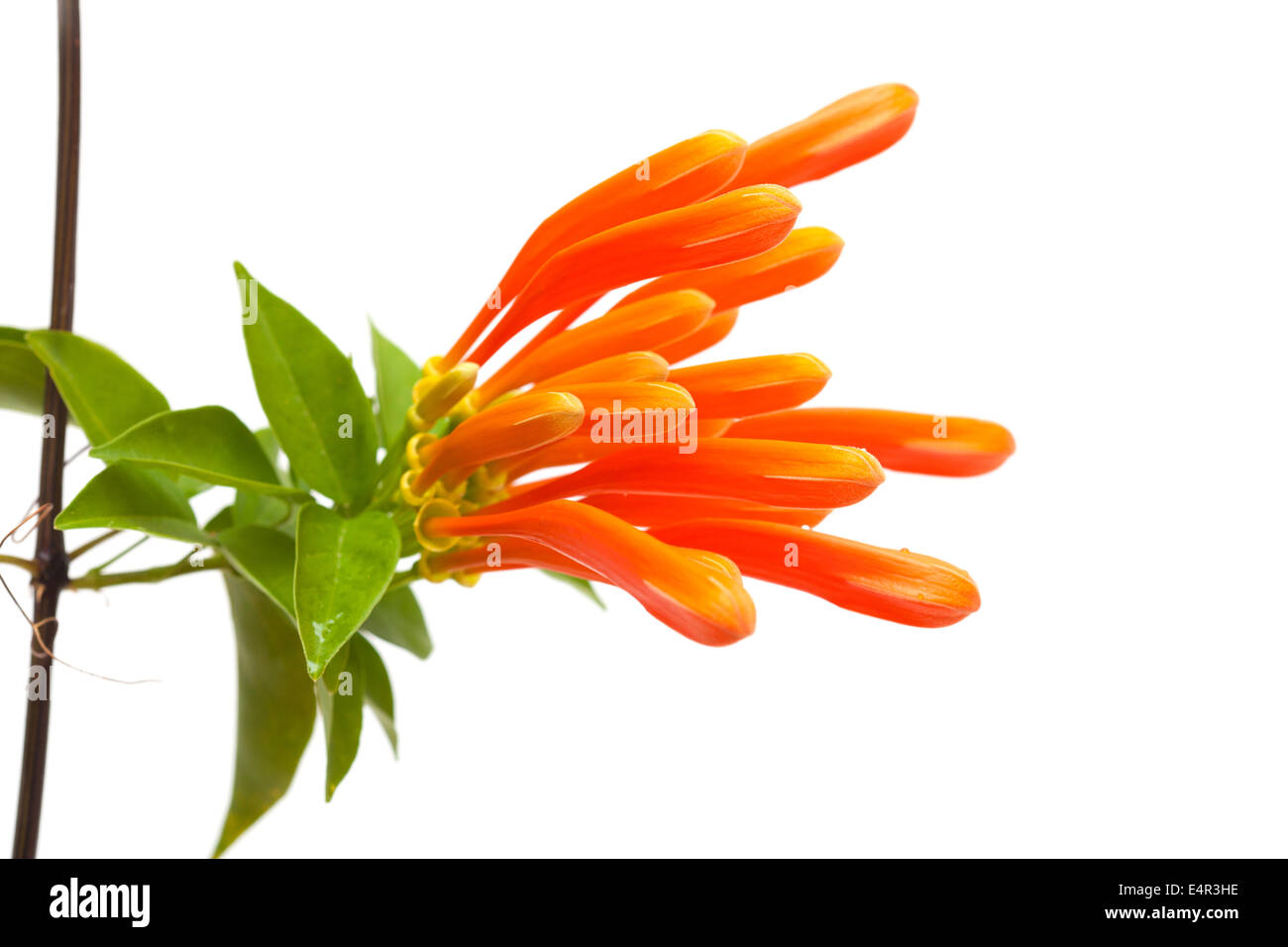 Orange trumpet vine flowers isolated on white Stock Photo - Alamy