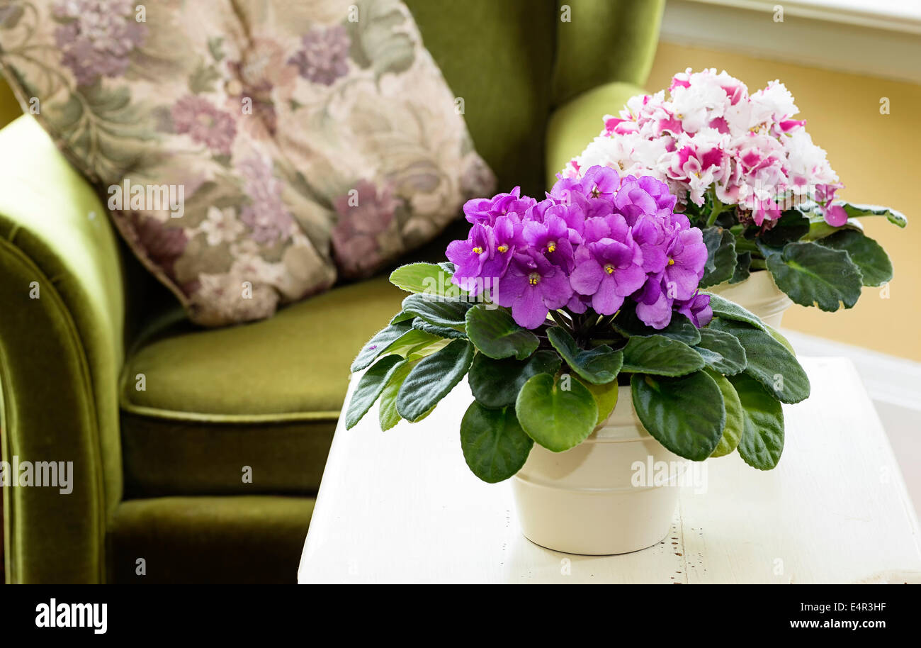 African violets in a home setting Stock Photo - Alamy
