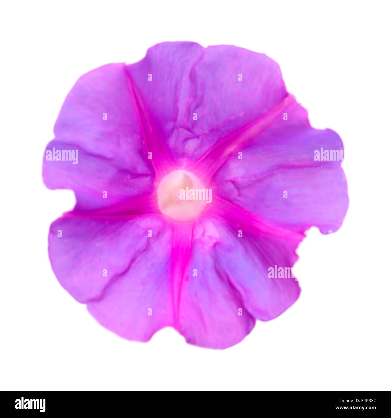 Purple-blue morning glory isolated on white Stock Photo - Alamy