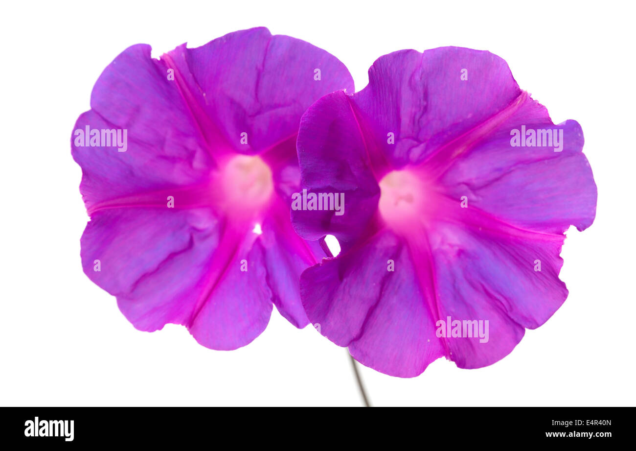 Purple-blue morning glory isolated on white Stock Photo - Alamy