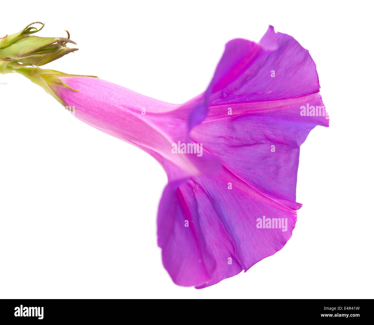 Purple-blue morning glory isolated on white Stock Photo - Alamy