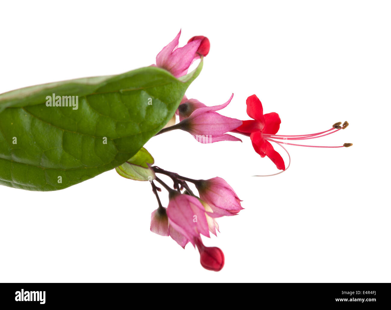 Clerodendrum thomsoniae flower isolated on white Stock Photo - Alamy