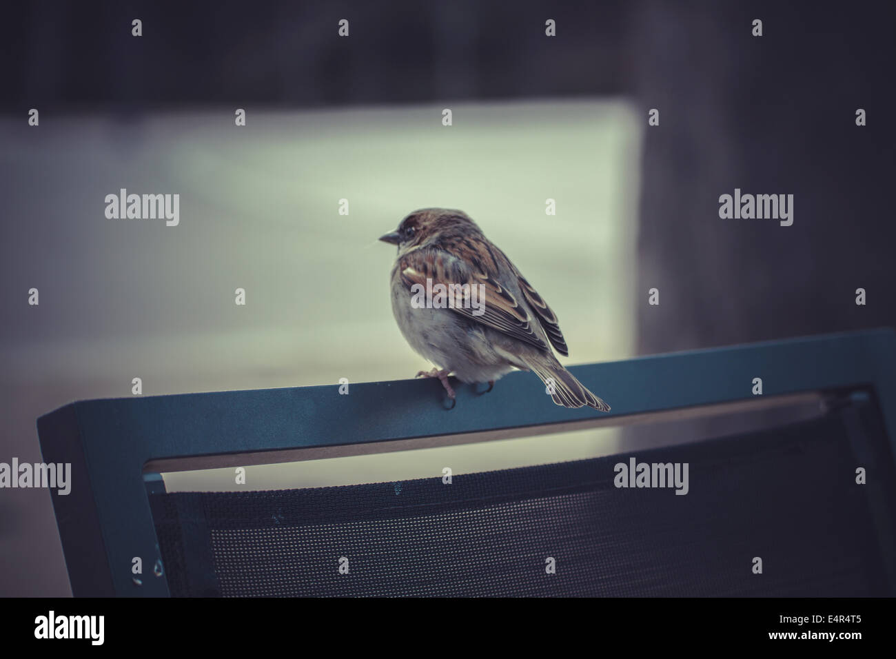 sparrow detail leaning on a chair at a terrace Stock Photo - Alamy