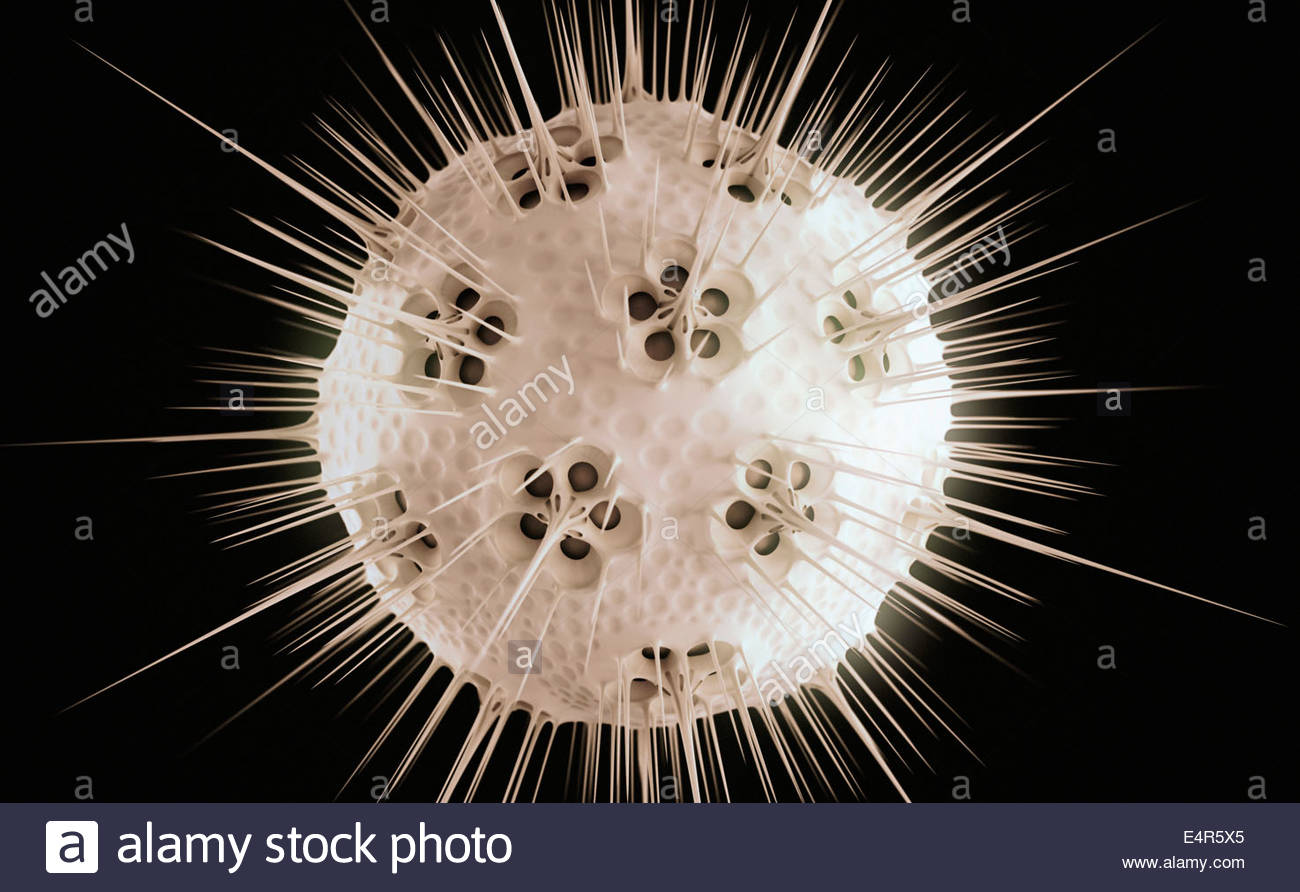 Radiolarian Stock Photos & Radiolarian Stock Images - Alamy