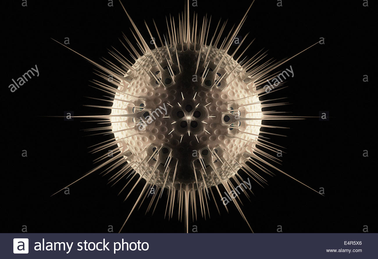 Radiolarian Stock Photos & Radiolarian Stock Images - Alamy
