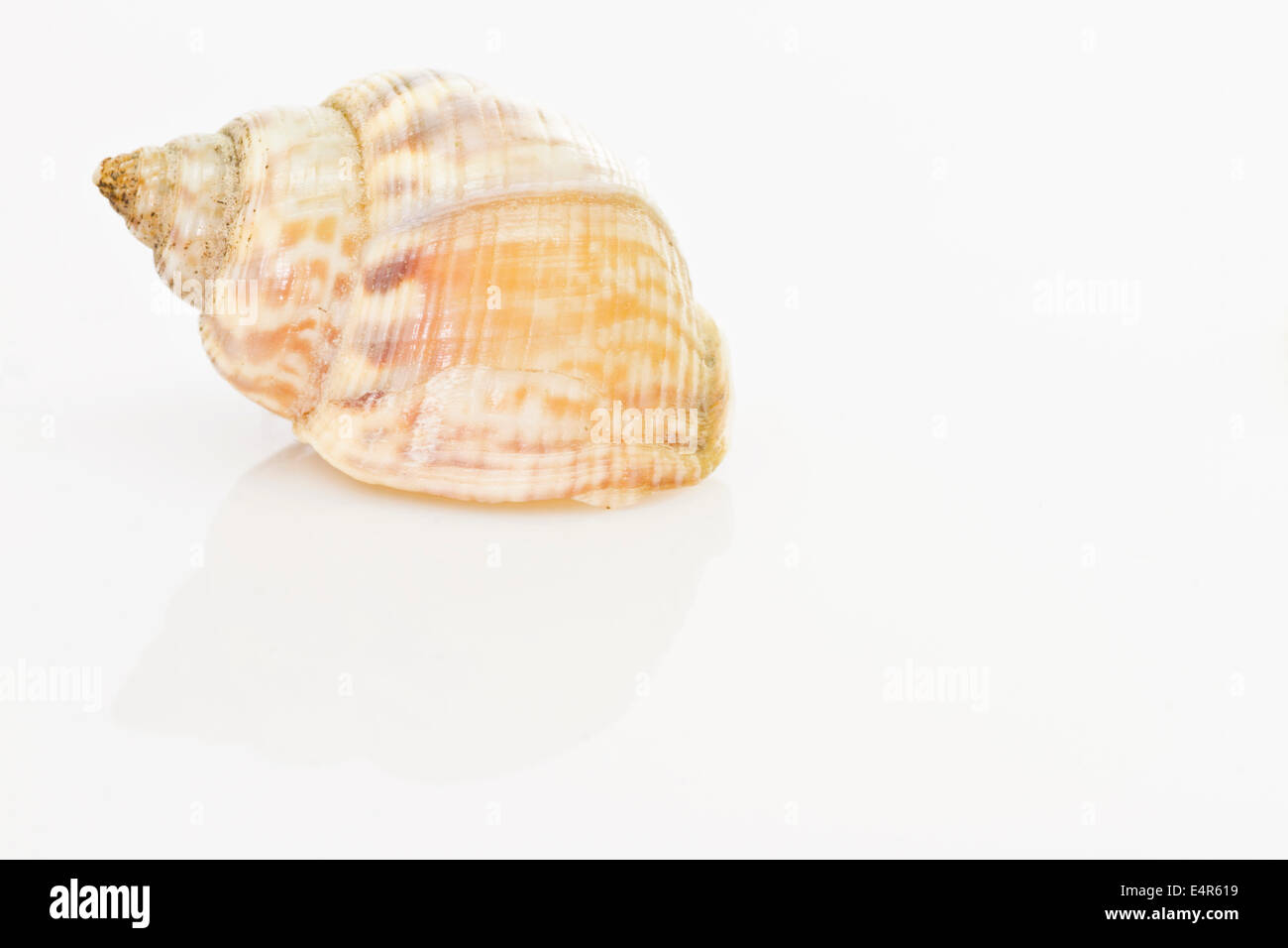 Scallop underwater shell Cut Out Stock Images & Pictures - Alamy