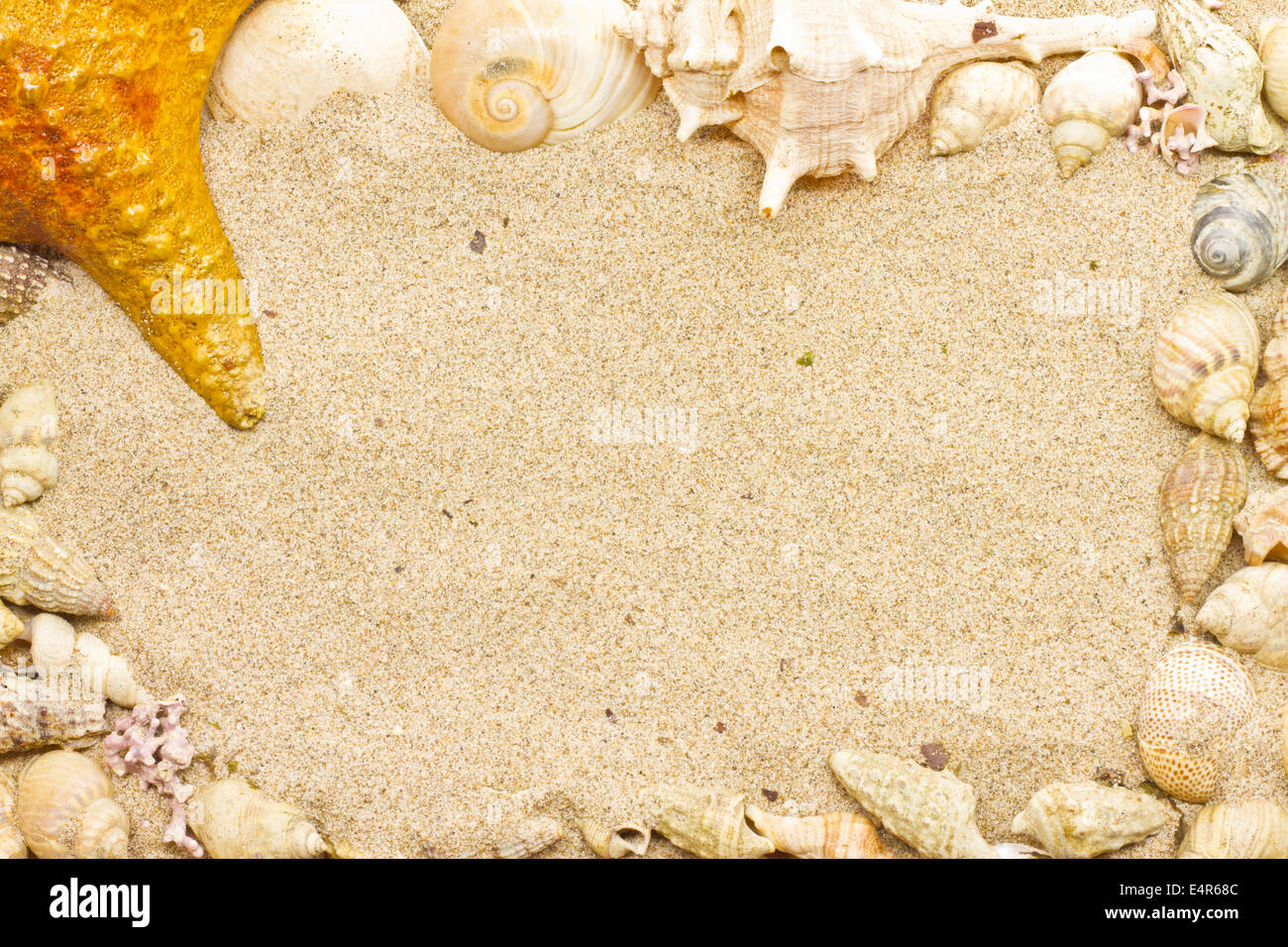 Frame of seashell, snails, and sea star on sand background Stock Photo ...