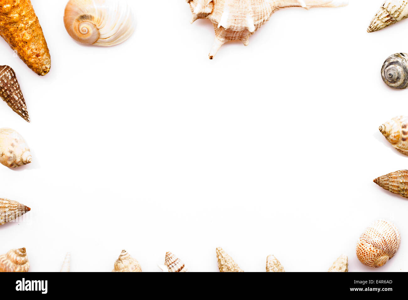 Frame of seashell, snails, and sea star isolated on white Stock Photo ...