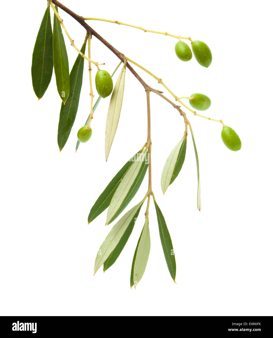 forming small green olives on branches, isolated on white Stock Photo ...