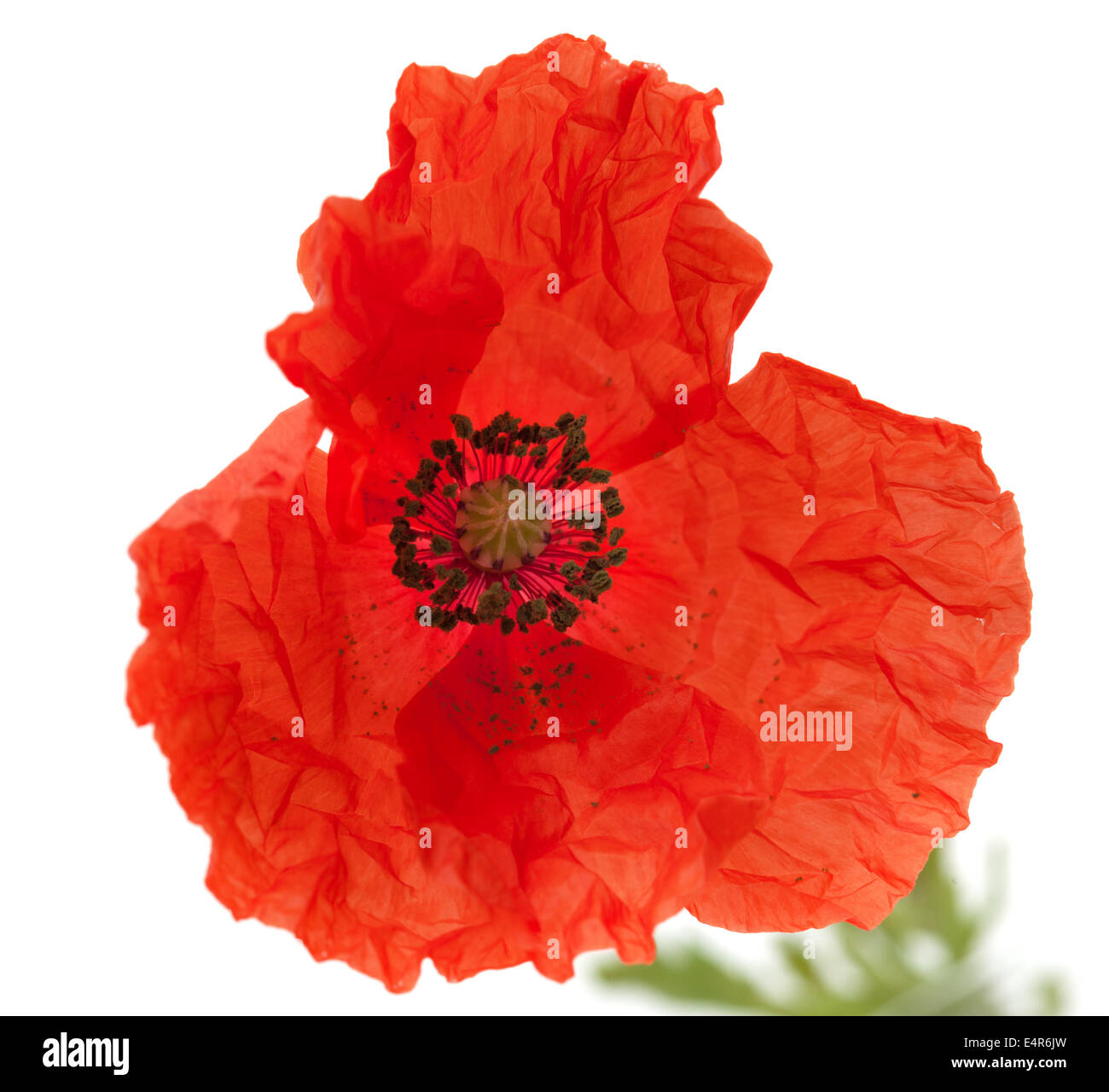 Long-headed Poppy isolated on white background Stock Photo - Alamy