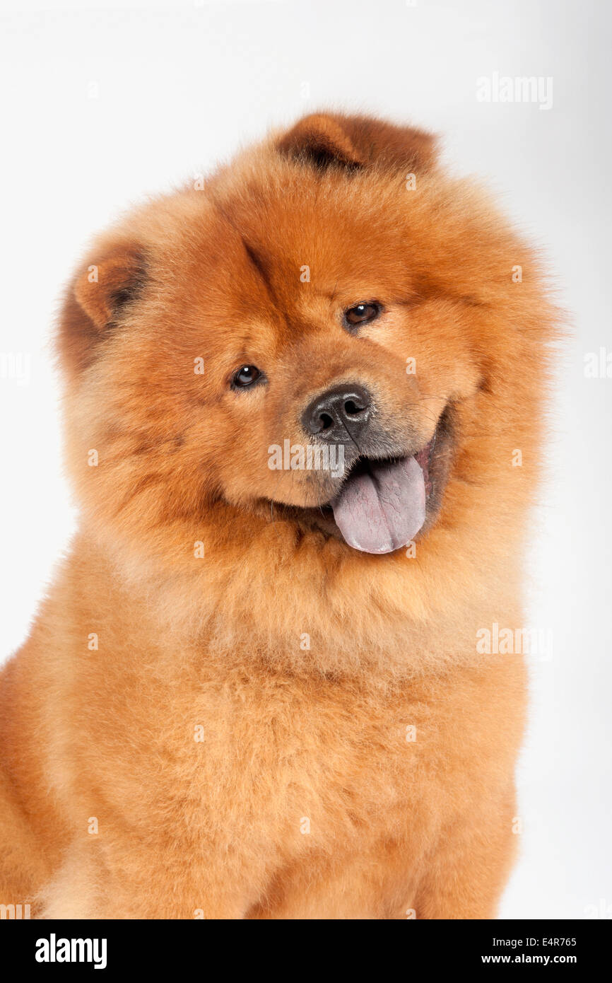 Tongue out chow chow hi-res stock photography and images - Alamy