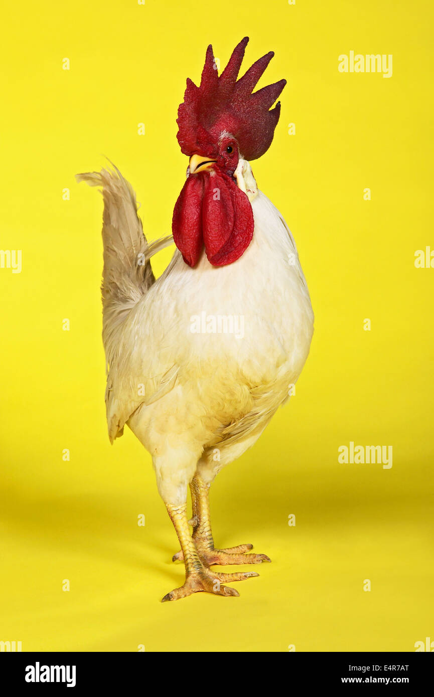 White cockerel against yellow background Stock Photo - Alamy