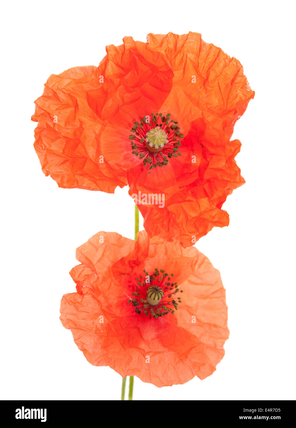 Long-headed Poppy isolated on white background Stock Photo - Alamy