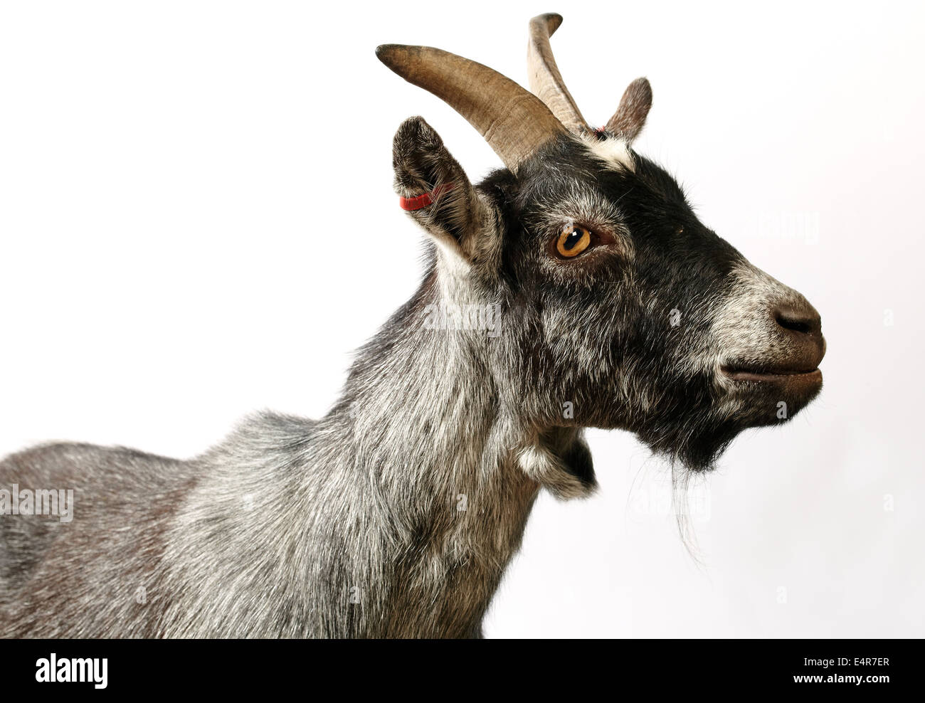 Side view of goat hi-res stock photography and images - Alamy