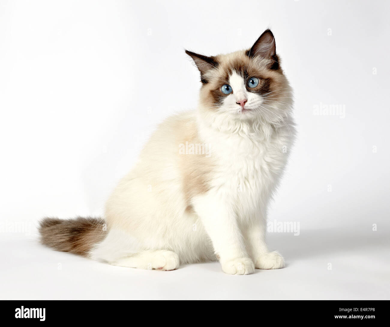Ragdoll cat hi-res stock photography and images - Alamy