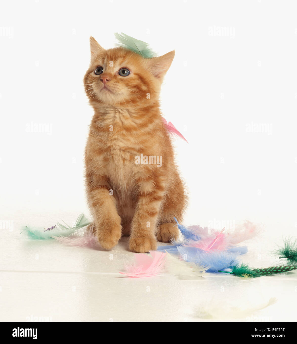 Kitten sitting amongst colourful feathers Stock Photo - Alamy