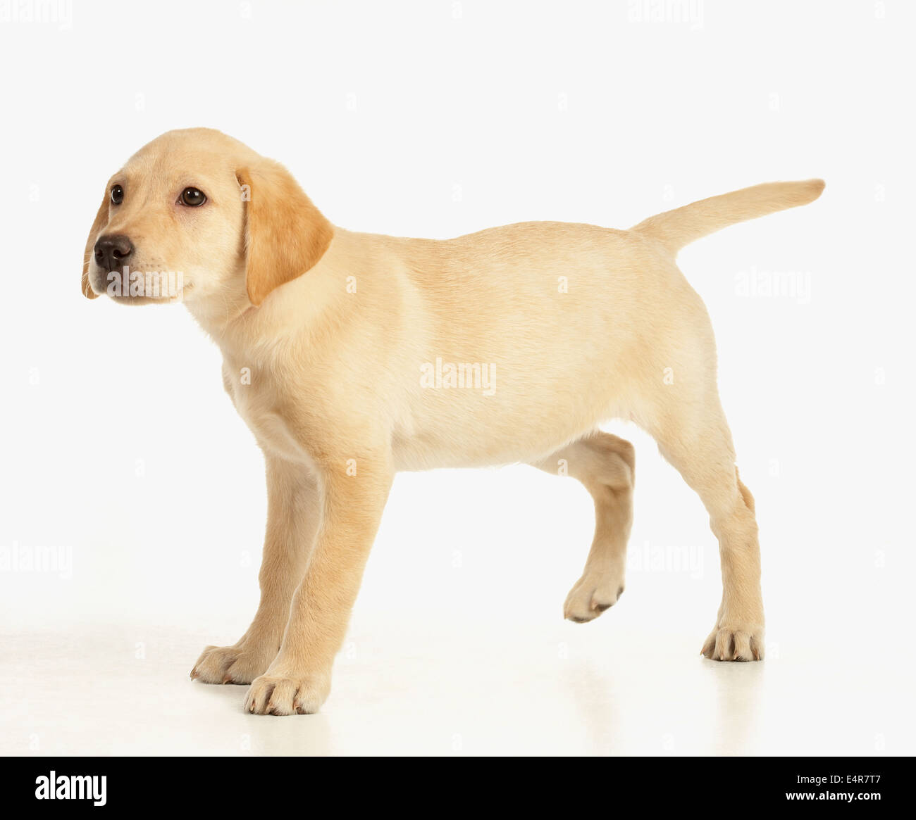 Labrador side view hi-res stock photography and images - Alamy