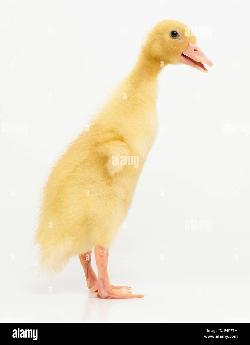 Yellow duckling, Runner Duck Stock Photo - Alamy