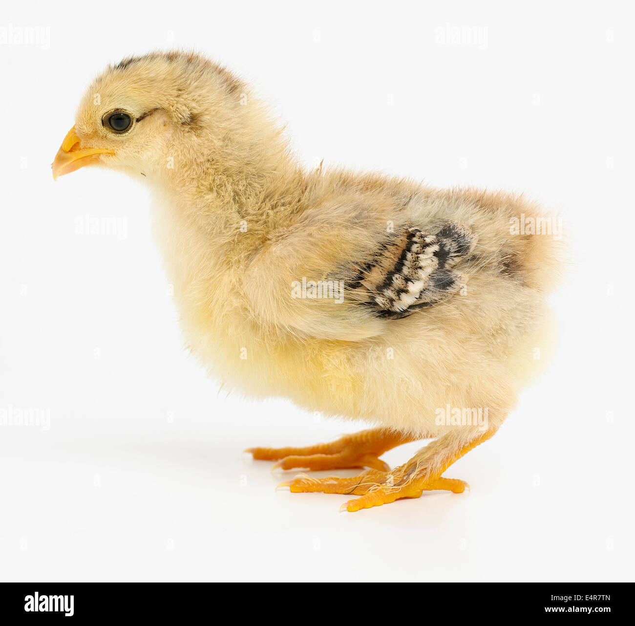 Vintage Chick Light Yellow Background