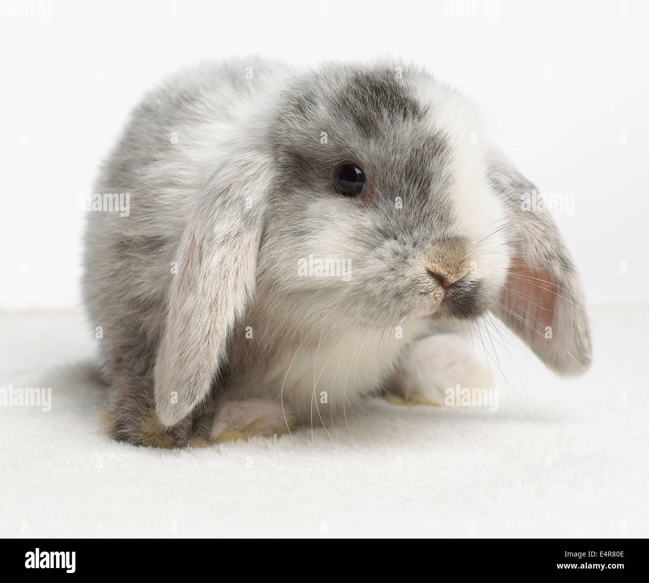 Young Dwarf Lop Rabbit, 4-week-old Stock Photo - Alamy