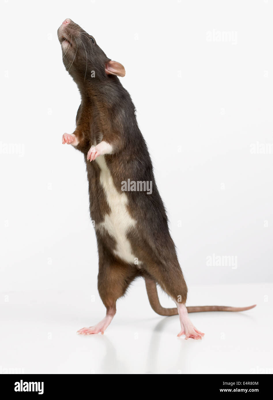 Rat standing up hi-res stock photography and images - Alamy